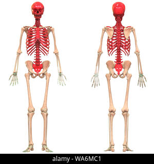 Système de squelette humain Anatomie squelette appendiculaire Photo ...