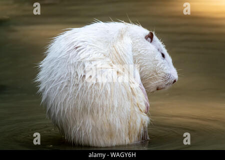 Large White ou ragondin ragondin se trouve dans un étang peu profond ...