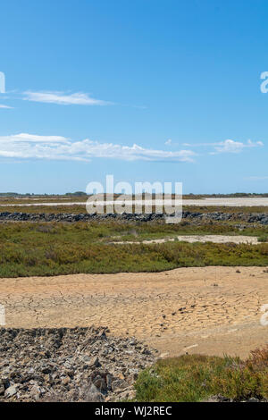 Flore la végétation de Camargue, paysages autour du Parc Naturel ...