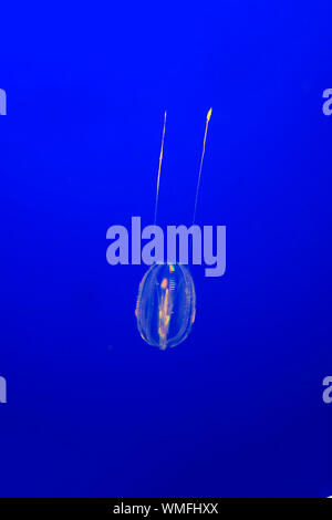 Groseille de mer Pleurobrachia Banque D'Images, Photo Stock: 224433535 ...