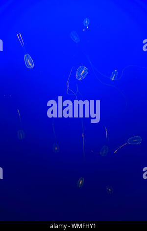 Groseille de mer Pleurobrachia Banque D'Images, Photo Stock: 224433535 ...