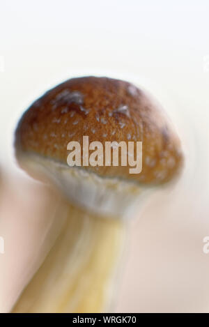 L'Équateur est un champignon magique Psilocybe cubensis, une espèce de ...