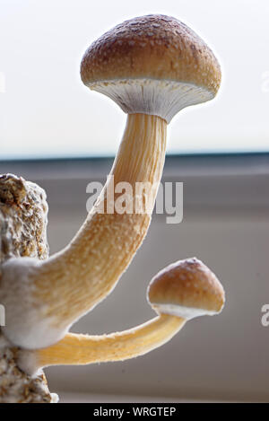 L'Équateur est un champignon magique Psilocybe cubensis, une espèce de ...