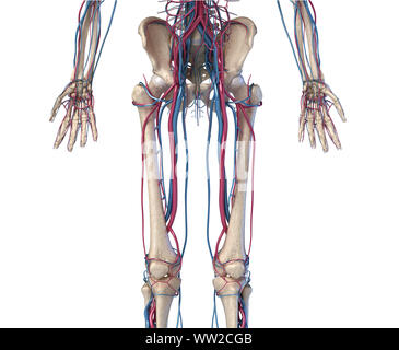 L'anatomie humaine, de la hanche, des membres et des mains ...