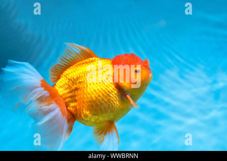 Poisson Rouge oranda colorés dans l'aquarium. C'est une espèces de ...