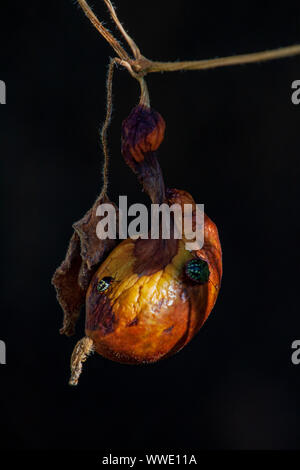 Nezara viridula Green beetle insecte gardens gâter feuilles et fruits ...