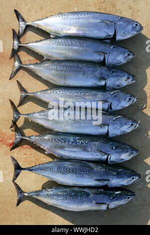 Auxis thazard poissons dans une rangée l'auxide attraper Photo Stock ...