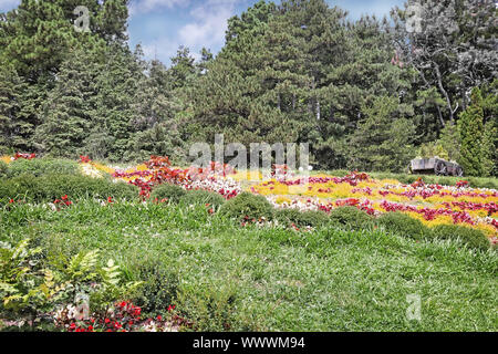 Bel arbre exotique avec des fleurs rouge flamboyant. île Maurice Photo ...