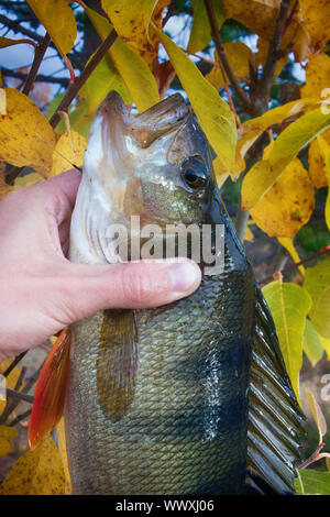 Bonne pêche spining sur les rivières du nord. grosse perchaude poisson ...