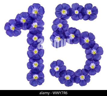 Chiffre arabe 15, 15, et des fleurs de chrysanthème, isolé sur fond ...