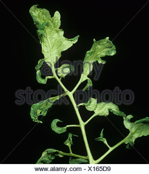 Du virus de la mosaïque du concombre feuilles déformées CMV sur ...