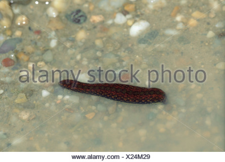 Zoologie / animaux, les annélides, les sangsues, les médicaments ...