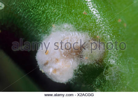 Cochenille des agrumes, des agrumes, de la cochenille blanche ...