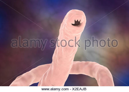 Illustration de l'ordinateur de l'ankylostome parasite Ancylostoma ...