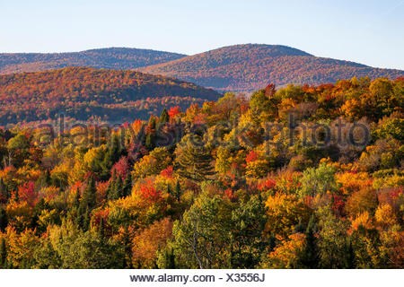 Forêt mixte, couleurs d'automne, Estrie, Potton, Québec, Canada Photo ...