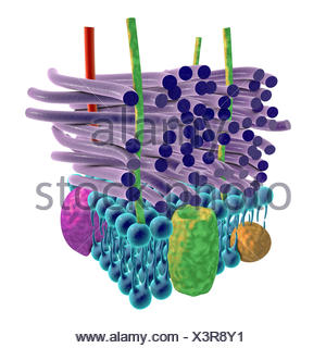 Structure d'une cellule bactérienne Photo Stock - Alamy
