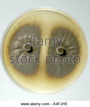 Une culture de l'agent pathogène Pyricularia grisea la pyriculariose du ...