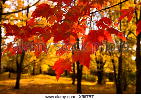 Feuilles d'érable rouge, Québec, Canada Photo Stock - Alamy