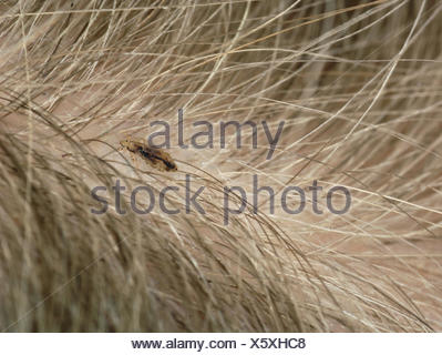 Zoologie / animaux, insectes, poux de tête (Pediculus humanus capitis ...