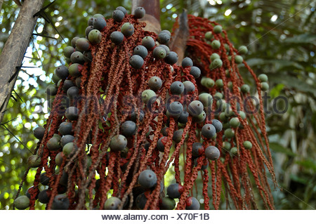 Bacaba fruits, forêt amazonienne, au Brésil. Oenocarpus est un genre de ...