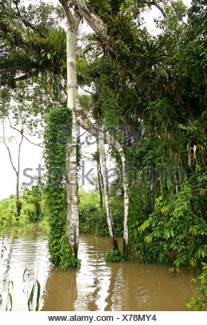 Pevas Pérou l'Amazonie jungle amazonienne de la rivière de la forêt ...