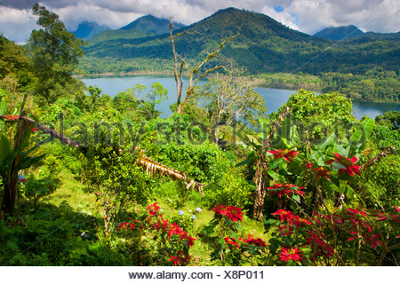 Le lac de Tamblingan, Indonésie, Asie, Bali, lac, forêt vierge, jungle ...