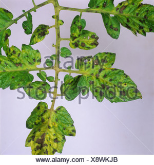 Les symptômes de carence en manganèse Mn sur les feuilles des plantes ...