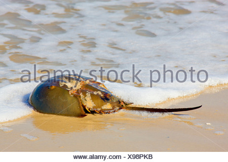Atlantic limules (Limulus polyphemus), Atlantique limules au marché ...