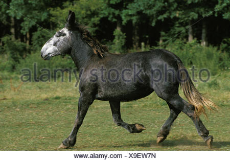 Mule, croisement entre un âne et un cheval femelle Photo Stock - Alamy