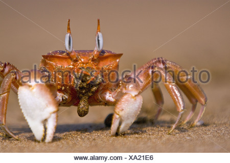 Le crabe fantôme Ocypode sp Afrique Madagascar adultes Banque D'Images ...