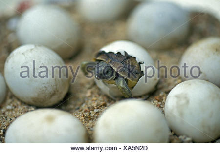 Oeufs De Tortues Hermann