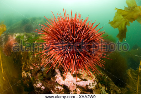 L'oursin rouge géant (Strongylocentrotus franciscanus) et peint star ...