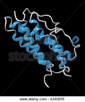 L'érythropoïétine (EPO humaine, l'époétine) protéine hormone. Stimule ...
