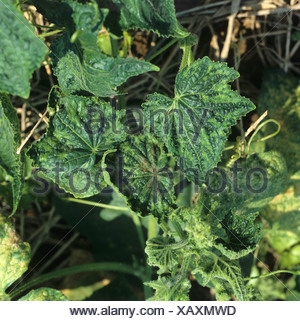Du virus de la mosaïque du concombre feuilles déformées CMV sur ...