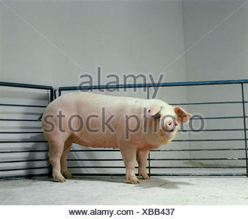 Porc domestique, Large White X Landrace x Duroc, freerange semer avec ...