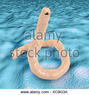 Illustration de l'ordinateur de l'ankylostome parasite Ancylostoma ...