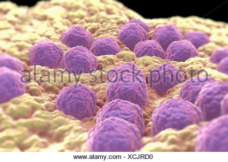Les particules du virus de la rubéole sur la surface cellulaire ...