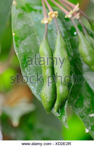 Cola ou arbre de kola (Cola acuminata), les fruits, l'occurrence de l ...