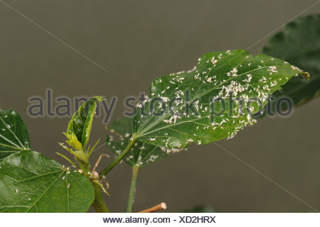 Jeter la peau de pucerons infestant la mue en pot plante un Hibiscus ...