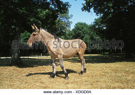 Mule, croisement entre un âne et un cheval femelle Photo Stock - Alamy