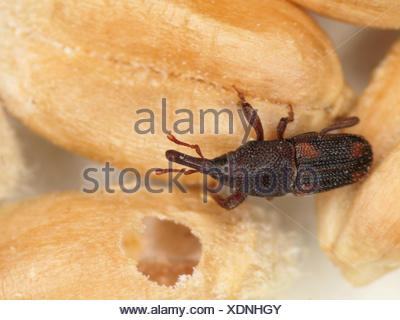 Beetle insecte jambes seigle blé orge antenne proboscis varmint ...