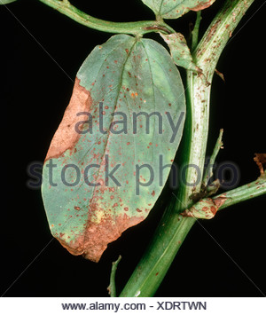 La tache brune (Botrytis fabae) lésions sur les feuilles de fève Photo ...
