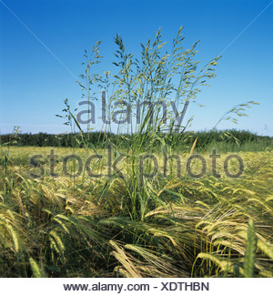 Brome des prés Bromus commutatus fleurs dans une récolte de blé en épi ...