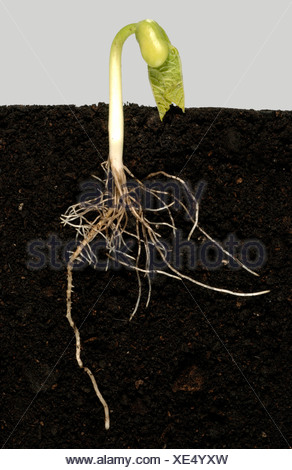 La germination de la série montrant un haricot vert graine jusqu'à la ...