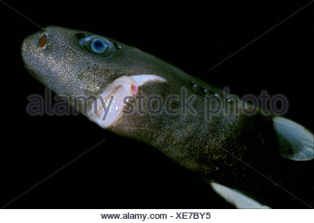 Requin pygmée, femme, la plus petite des espèces de requins, de haute ...