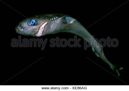 Requin pygmée, femme, la plus petite des espèces de requins, de haute ...