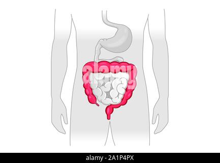 Anatomia del colon dell'intestino crasso. Diagramma medico con termine ...