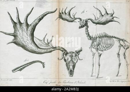 Irish elk. La Irish elk (Megaloceros giganteus) chiamato anche il ...