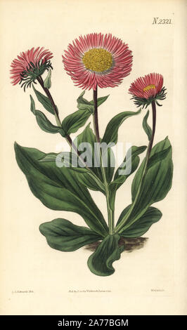 Ammenda radiati starwort, Aster alwartensis nativo del Caucaso ...