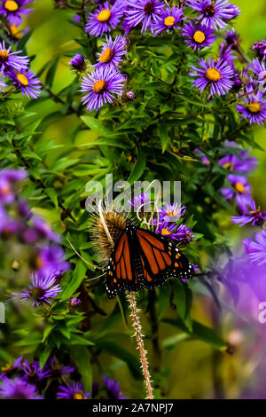 Regno:Animalia Phylum: Arthropoda Classe: Classe Insecta ordine ...